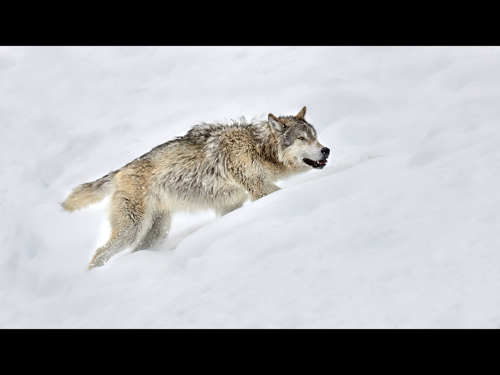 Wolf stalking in snow by Bob Breach - Solihull Photographic Society